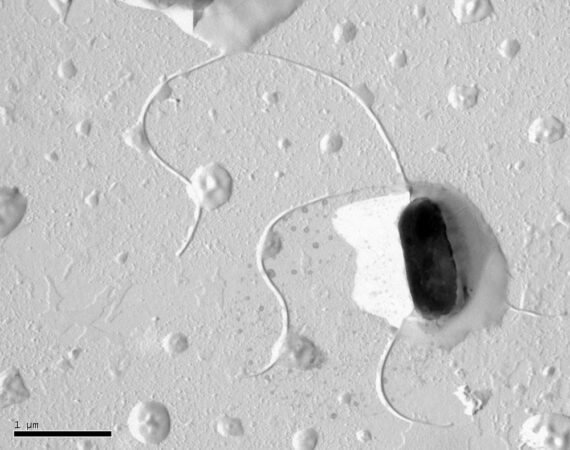 Life at the Extremes – Microbiology of deep-sea volcanoes – Rutgers ...