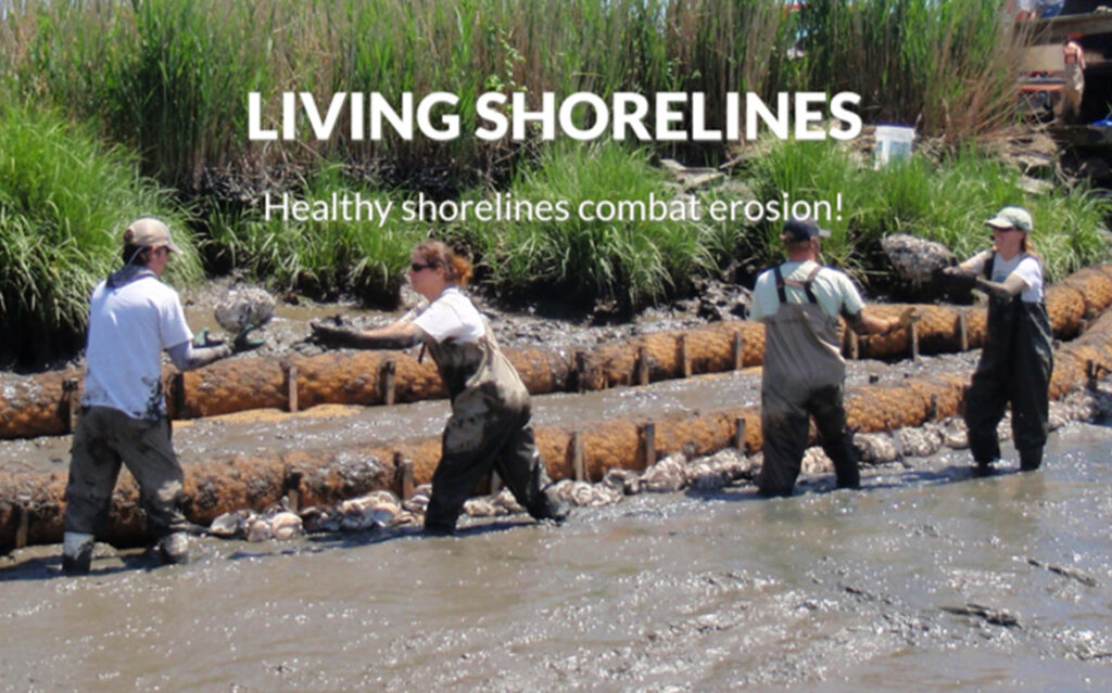 Living Shorelines – Rutgers University Department of Marine and Coastal Sciences