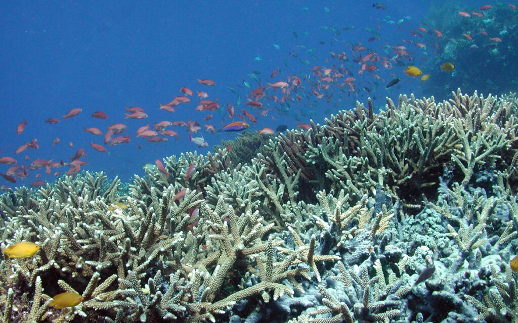 Rutgers Scientists Help Create World’s Largest Coral Gene Database ...