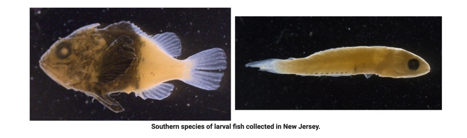 larval fish – Rutgers University Department of Marine and Coastal Sciences