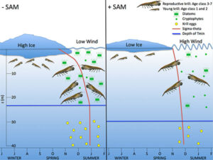 Physical-Biological Coupling – Rutgers University Department of Marine ...