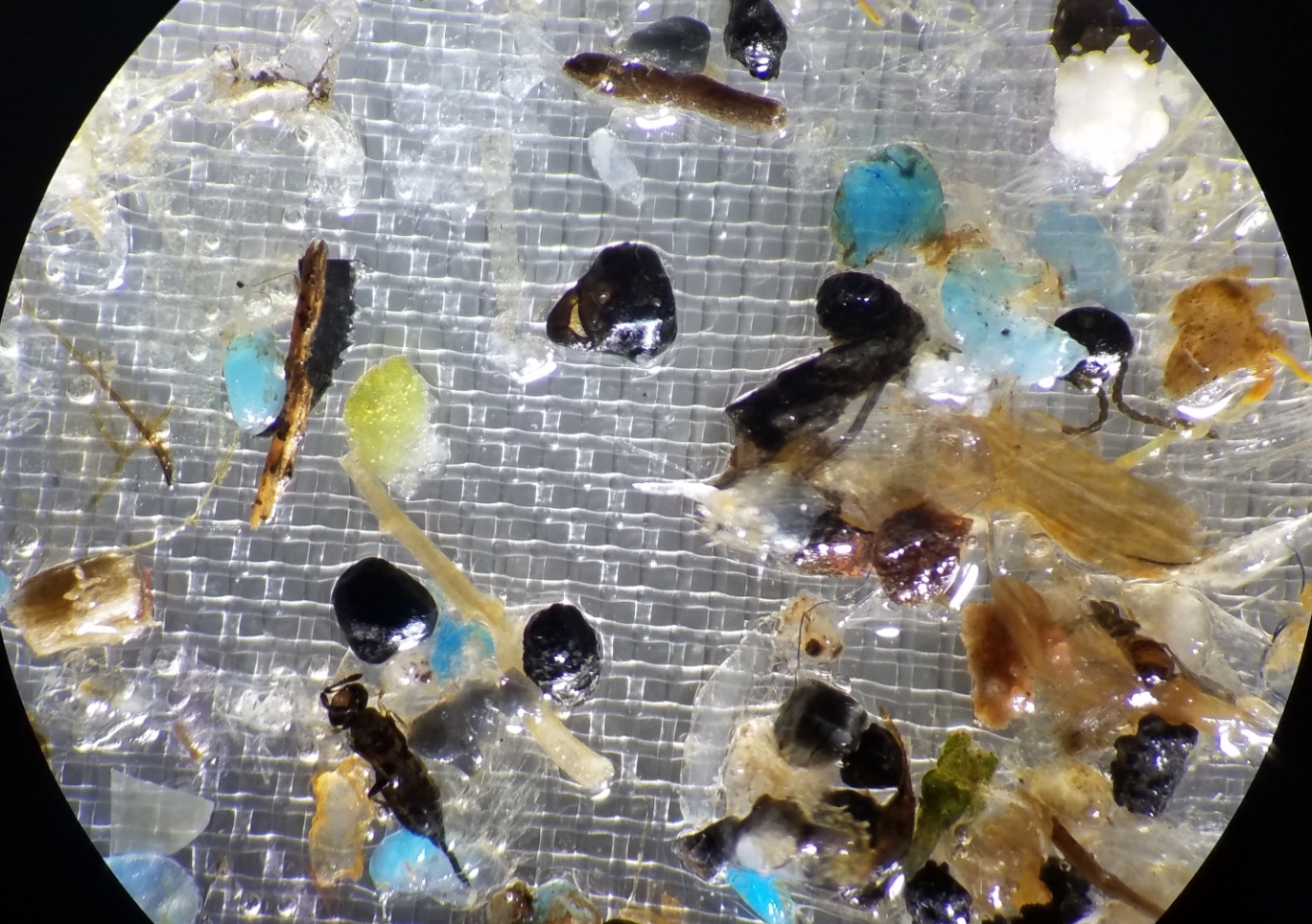Microplastics – Rutgers University Department of Marine and Coastal ...